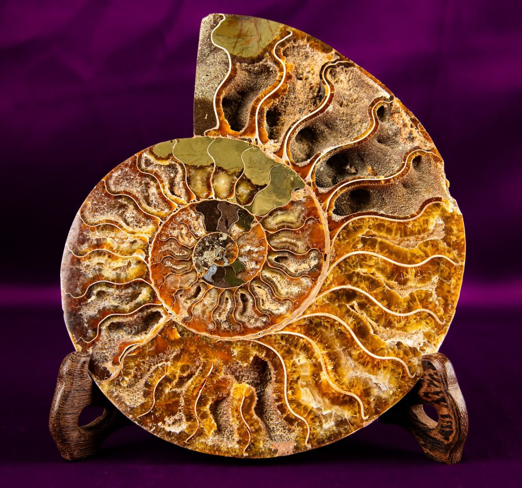 Ammonite fossil (Sold) | Firefly Shiny Shop